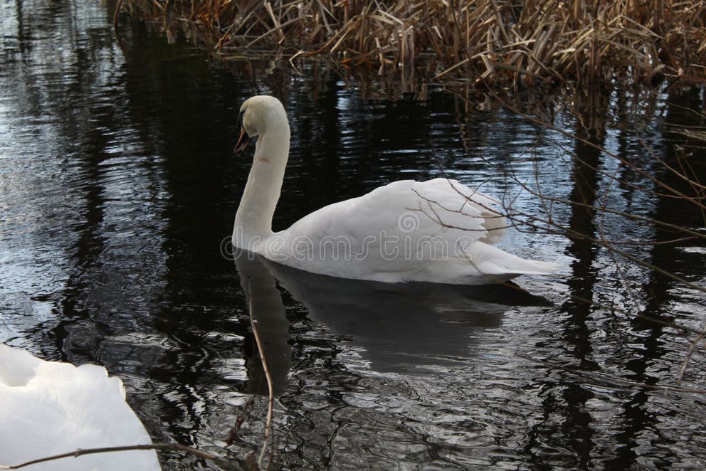 White Swam Swimming in the Pond Stock Photo - Image of water, swan ...