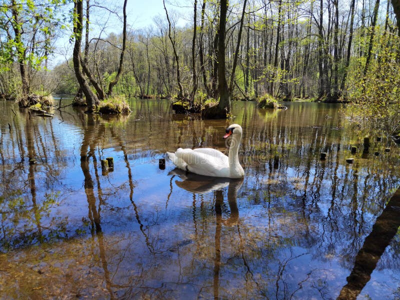 White Swam Swimming in a Pond. Stock Photo - Image of food, outdoors ...