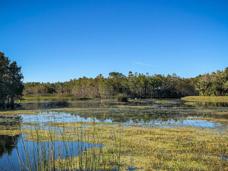 White swamp birds stock photo. Image of gulf, coast - 106227240