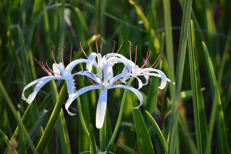 White Swamp Flowers in the Marsh Stock Image - Image of florida ...