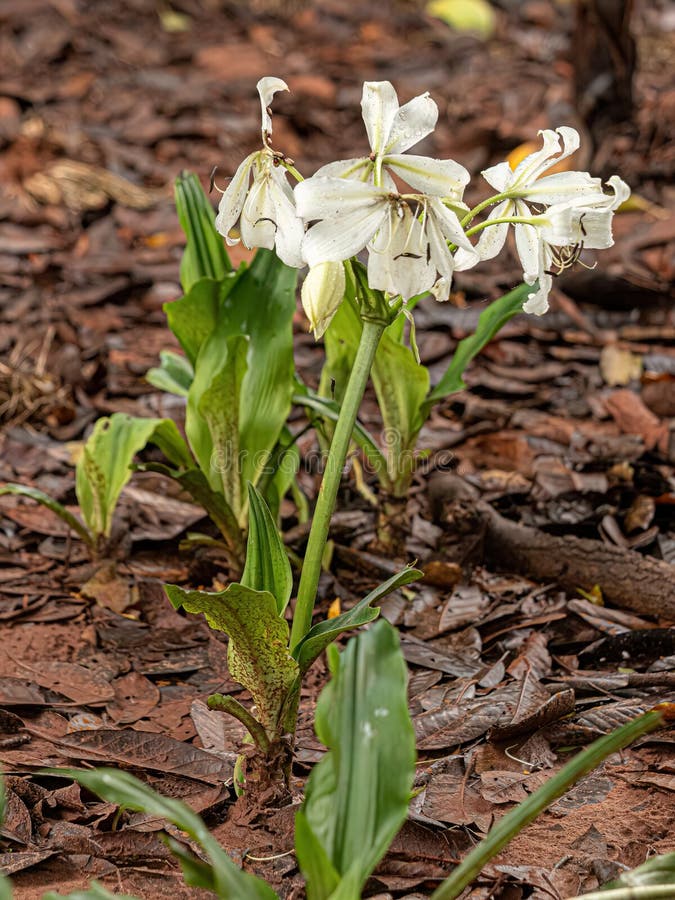 White Swamp Lilly Flower stock photo. Image of swamp - 264278316