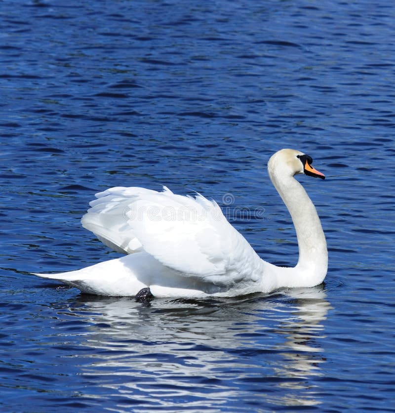 Swan Unfolding its Wings stock photo. Image of wings - 10211000