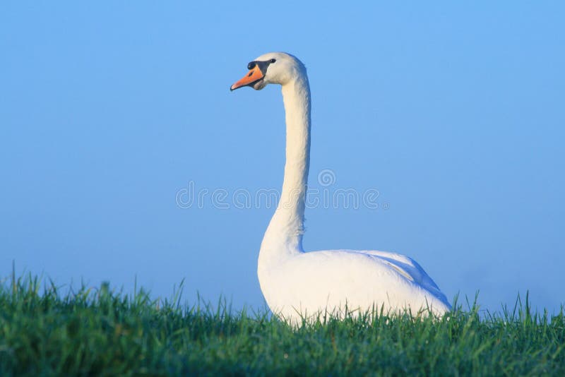 White swan stock image. Image of beautiful, color, dutch - 10710237