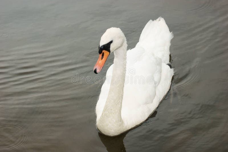 White swan stock image. Image of grief, long, melancholy - 11154015
