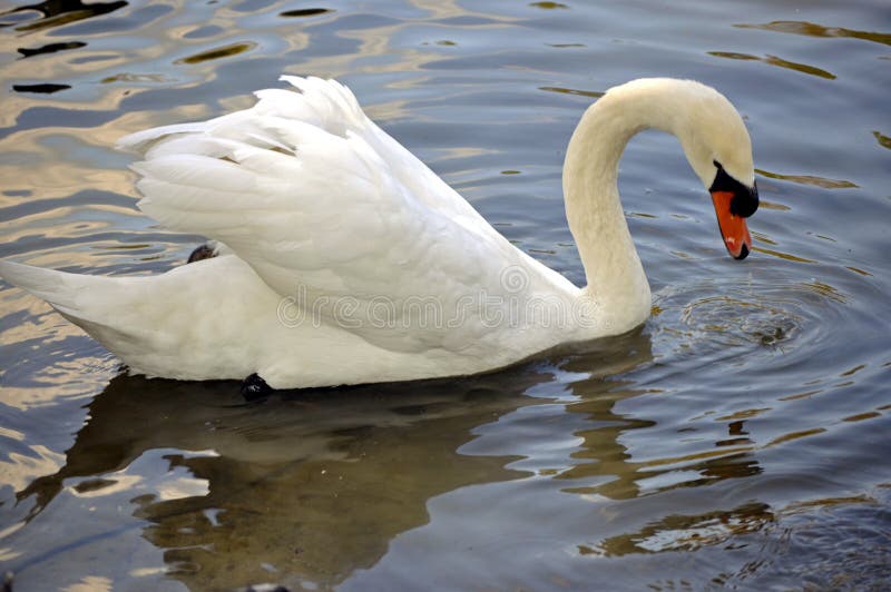 Swan stock image. Image of purity, peace, calm, ruffled - 19879257