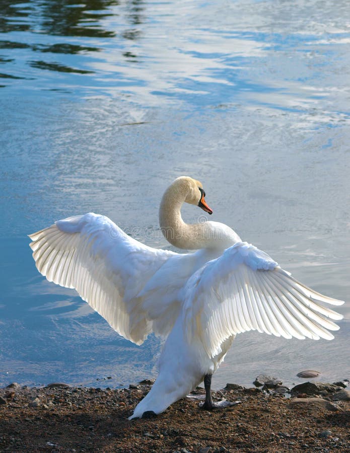 White swan stock image. Image of fauna, feather, graceful - 12677917