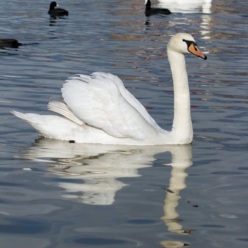 White Swan Spreading Its Wings Stock Photo - Image of group, animals ...