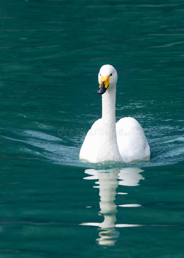 White swan stock image. Image of pond, animals, water - 16458547