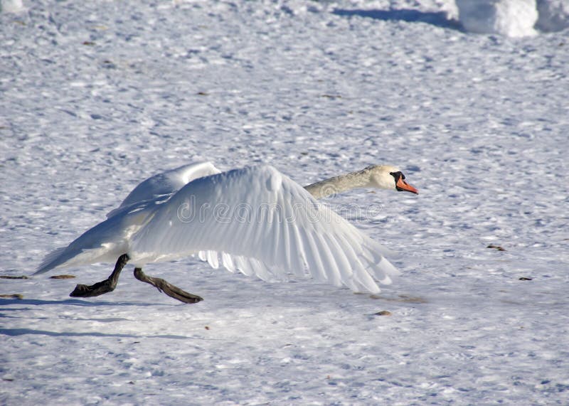 White swan stock photo. Image of majestic, wildlife, nature - 18588842