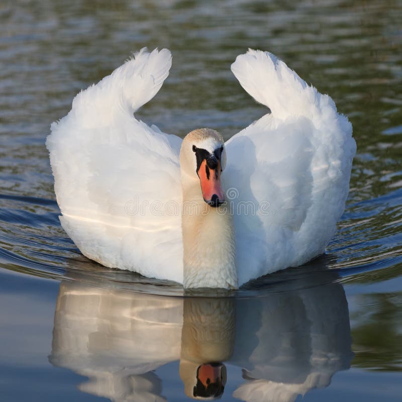 White swan stock photo. Image of white, water, standing - 24774782