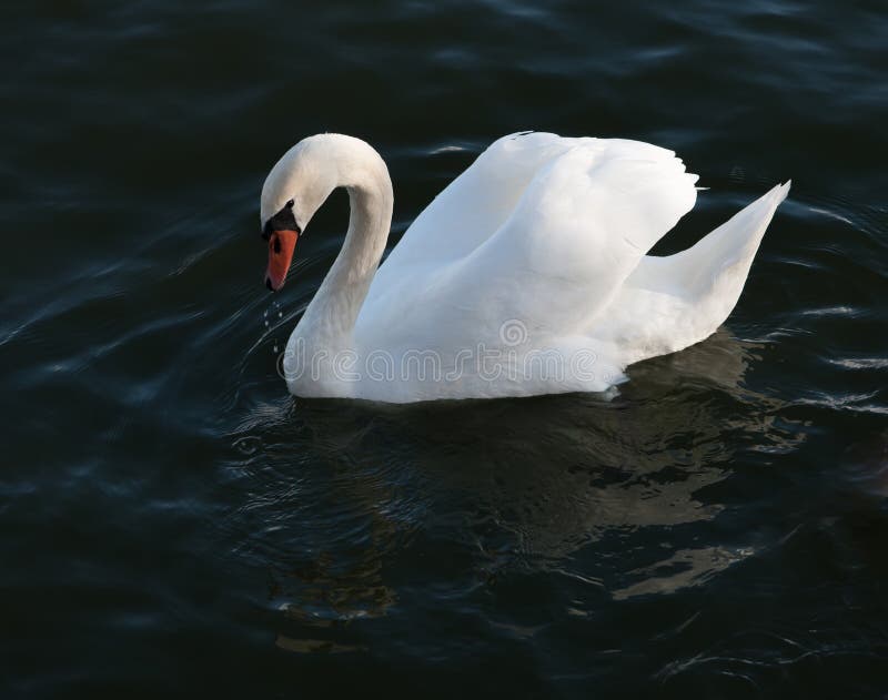 White swan stock image. Image of pond, water, lake, dark - 28503889
