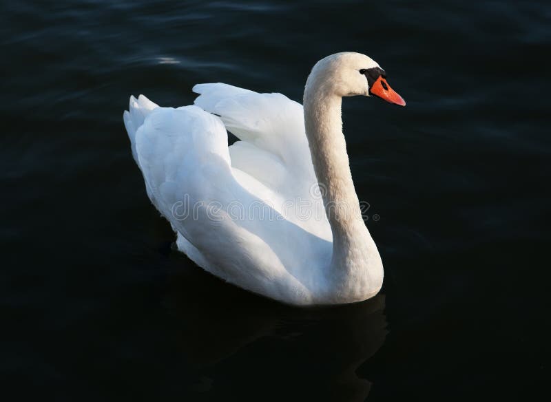 White swan stock image. Image of river, dark, lake, white - 28503901