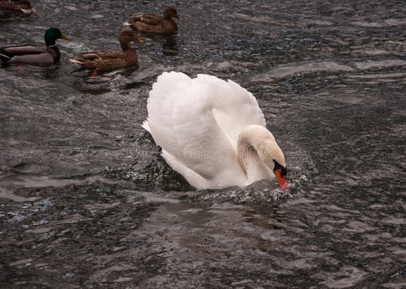 White Swan stock photo. Image of wildlife, ripple, swan - 28730416