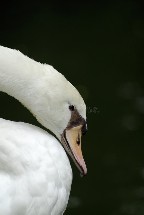 White Swan stock image. Image of white, feather, lake - 9609181