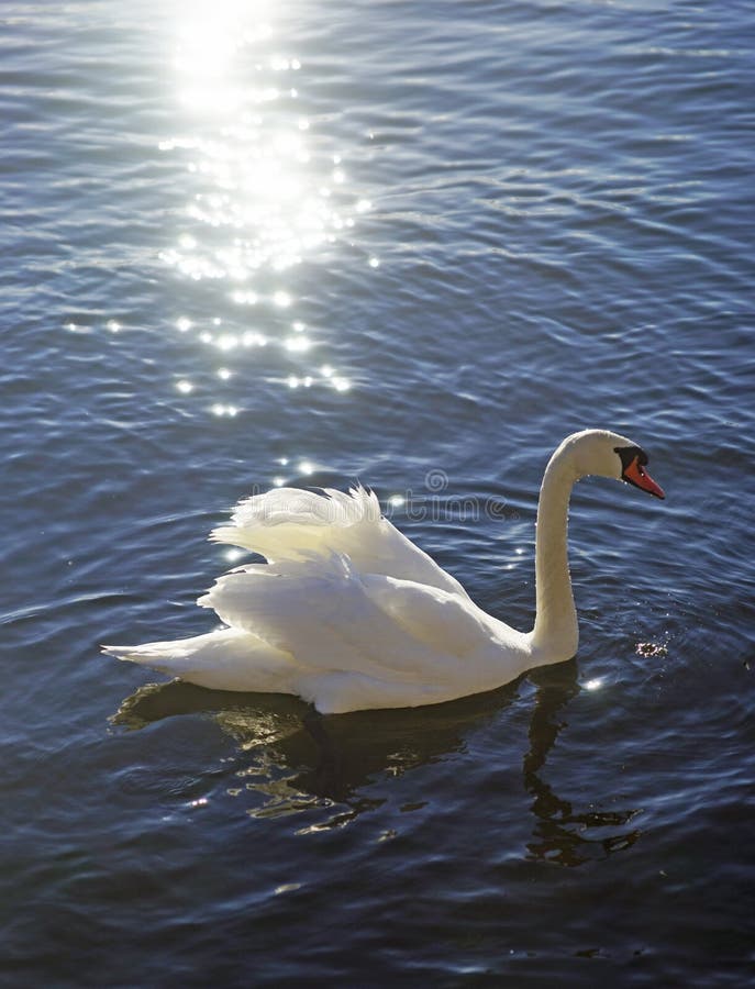 Swan of back stock photo. Image of elegant, animal, purity - 11845718