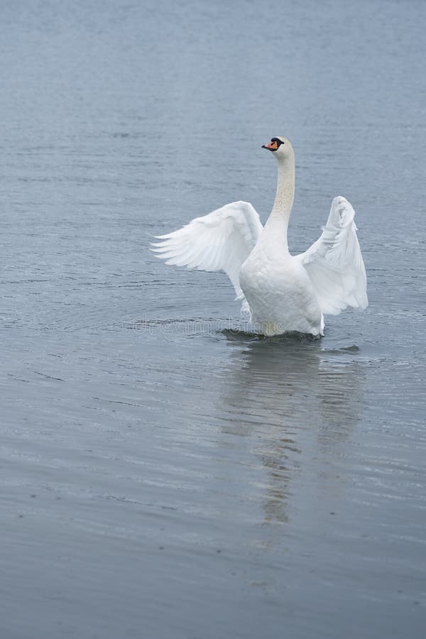 White Swan on the Baltic Sea Coast in Finland. Stock Photo - Image of ...