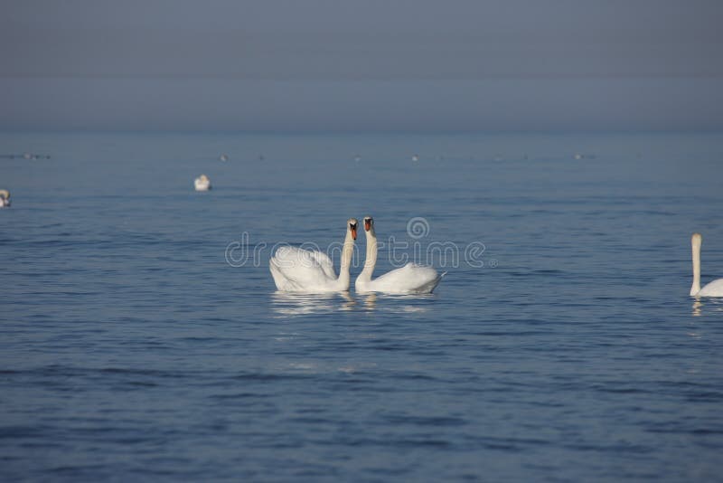 White swan Baltic sea stock photo. Image of purity, swimming - 70444838
