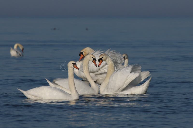 White swan Baltic sea stock image. Image of light, natural - 70445811