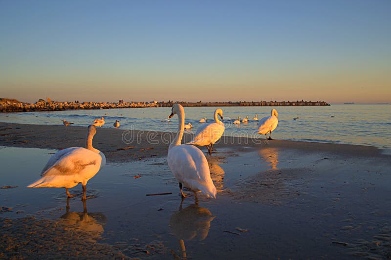 White Swans Basks at Sunset Beach Stock Photo - Image of beautiful ...