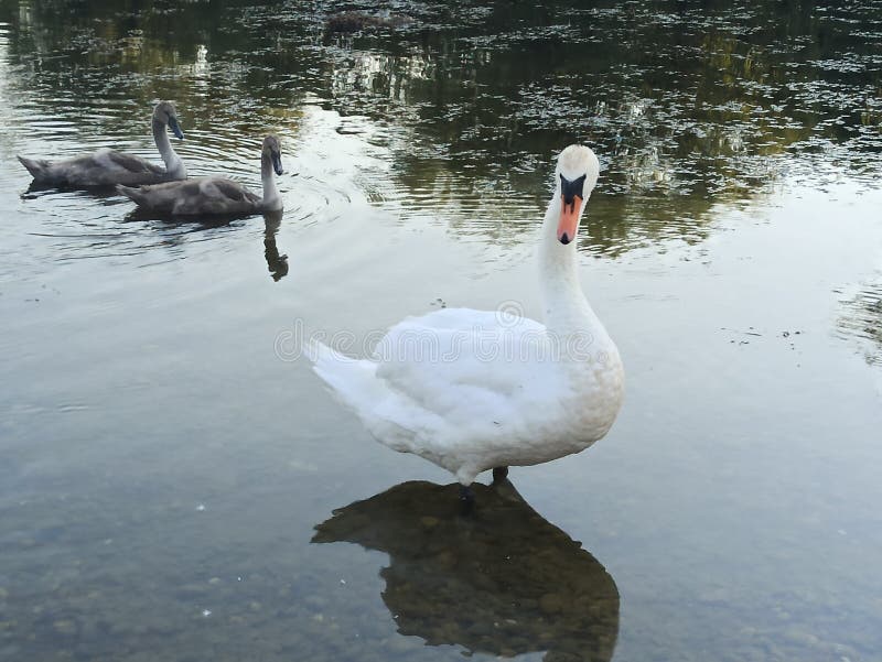 White swan beautiful stock image. Image of animal, water - 215379653