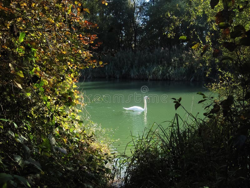 Swan Behind Fireweed Along the Canal Stock Photo - Image of nature ...