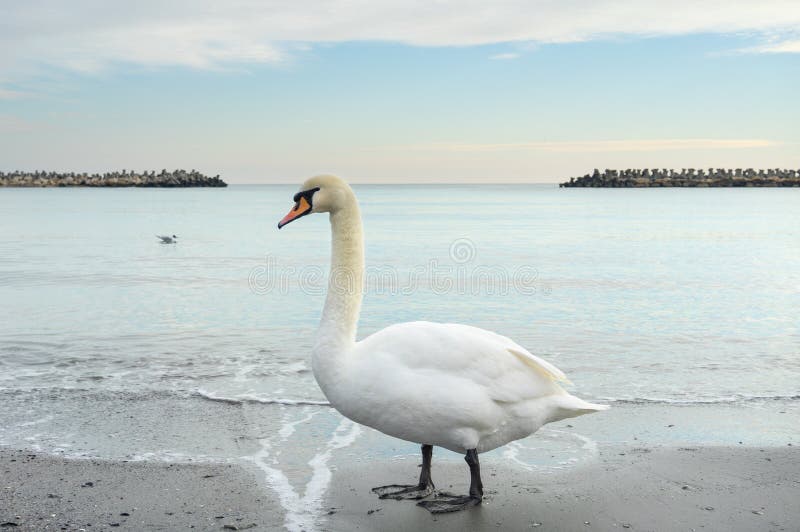 White Swan on the Black Sea Shore Stock Image - Image of natural ...