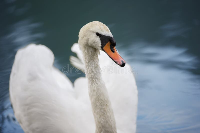 White swan in blue water. stock photo. Image of white - 187523544