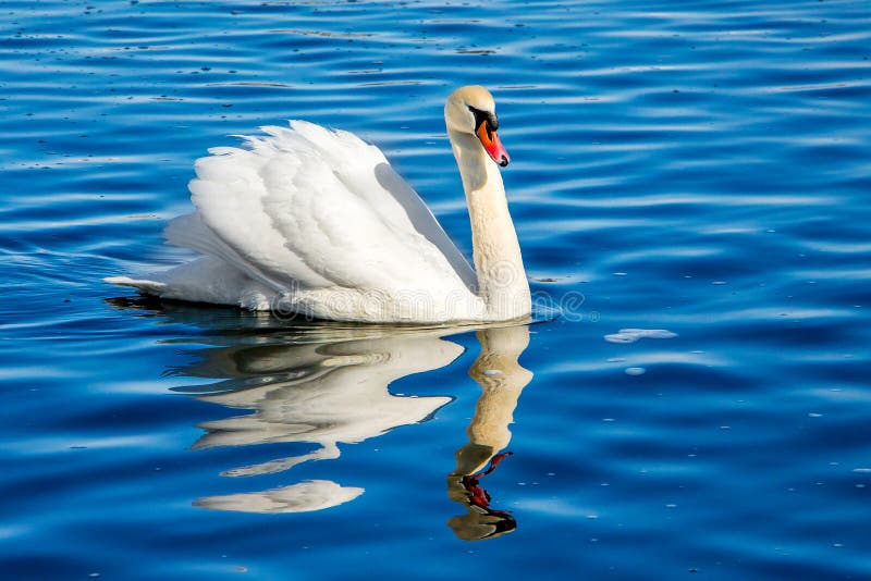 White Swan on Blue Water, Reflection of Bird in Water_ Stock Image ...