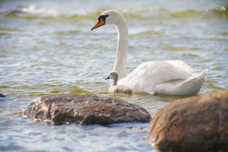 White Swan with Chicken in the Sea Stock Image - Image of green ...