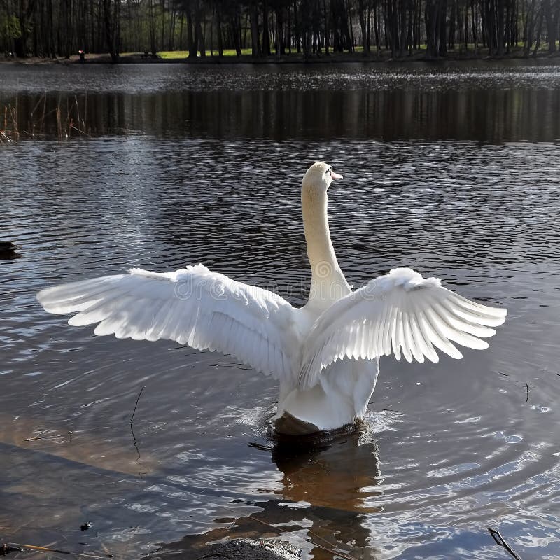 White swan clapping wings stock image. Image of bird - 68313555