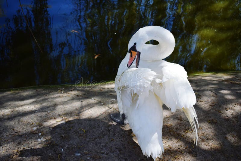 White swan cleaning stock image. Image of animal, beauty - 91073317