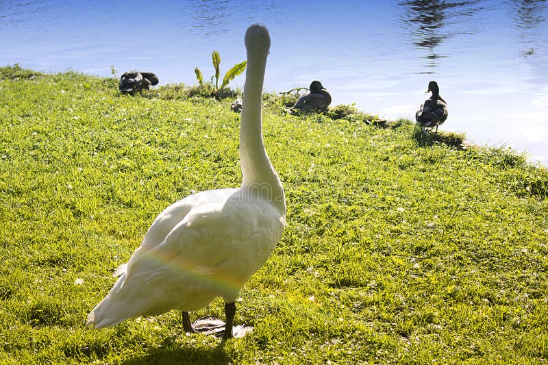 White Swan the Colours of the Rainbow on the Trunk Stock Image - Image ...