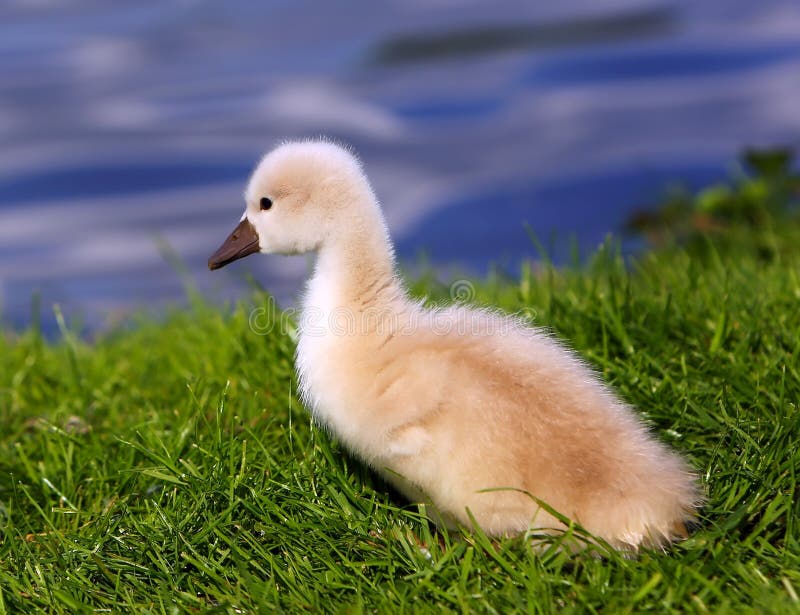 White Swan Cygnet stock photo. Image of fairytale, innocence - 40818234