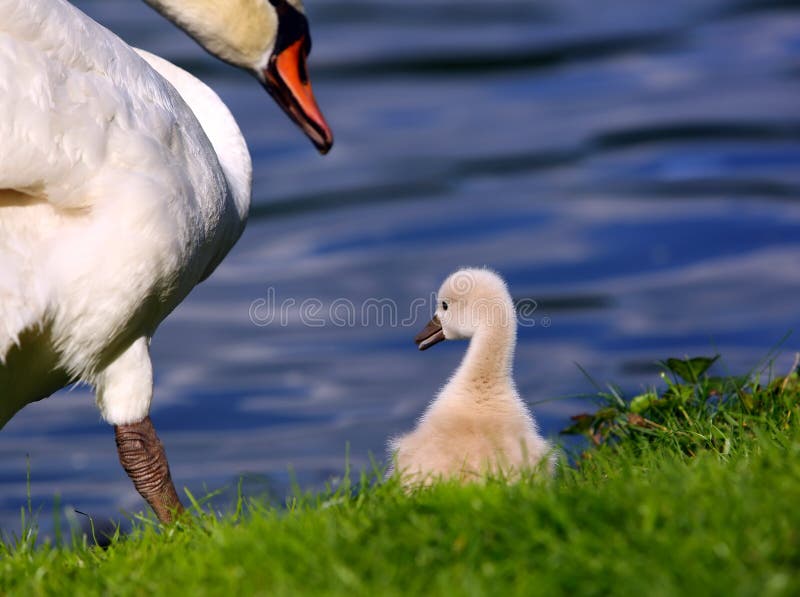 White Swan Cygnet stock image. Image of pets, feathers - 40818249