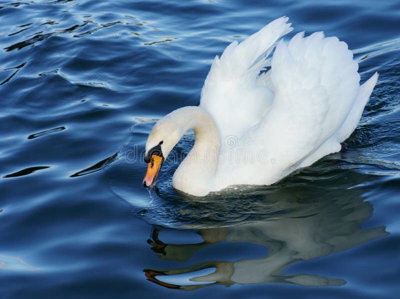 White Swan (Cygnus Albus) on a River with a Deep Blue Colored Water ...