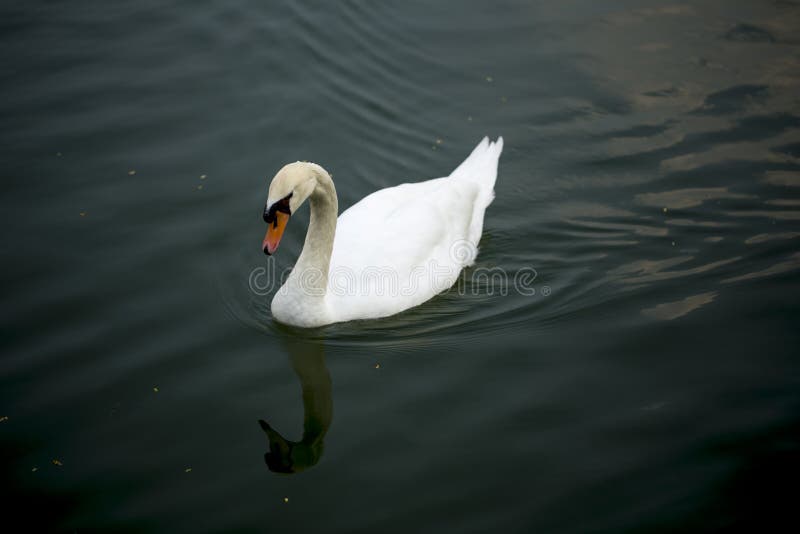 White Swan stock image. Image of water, mute, surface - 65473017