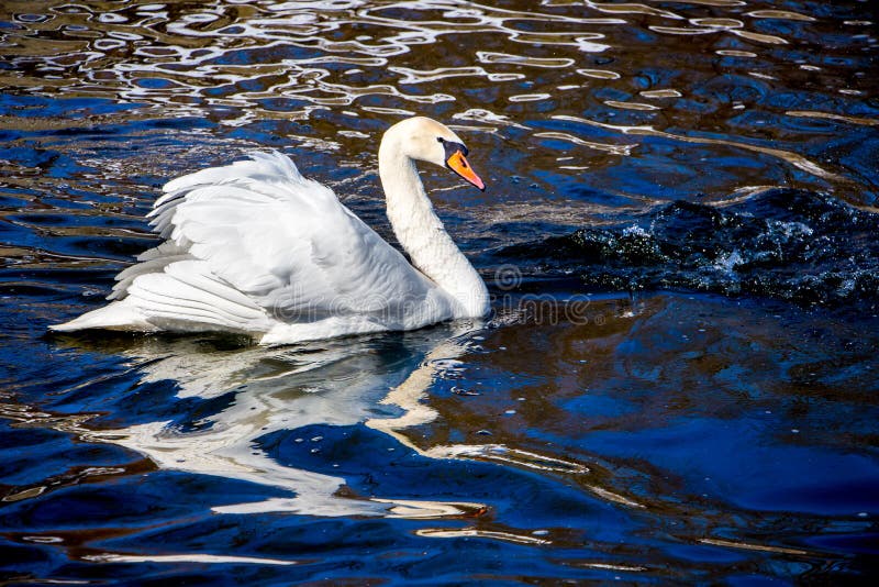 White Swan on Dark Water, Reflection of Bird in Water_ Stock Photo ...