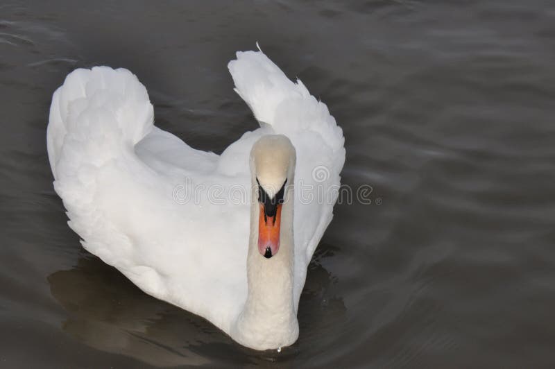 465 Sad Swan Stock Photos - Free & Royalty-Free Stock Photos from ...