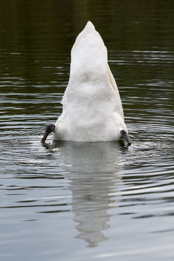 White Swan Diving in Spring 2016 Stock Photo - Image of water ...