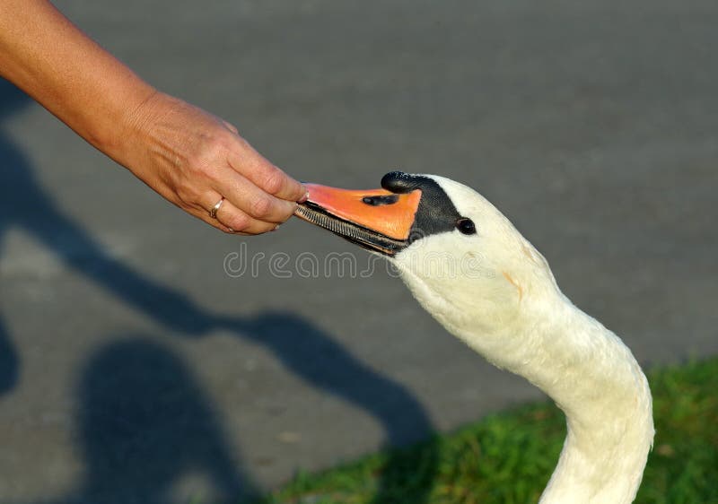 White Swan Eating from Human Stock Photo - Image of park, beautiful ...