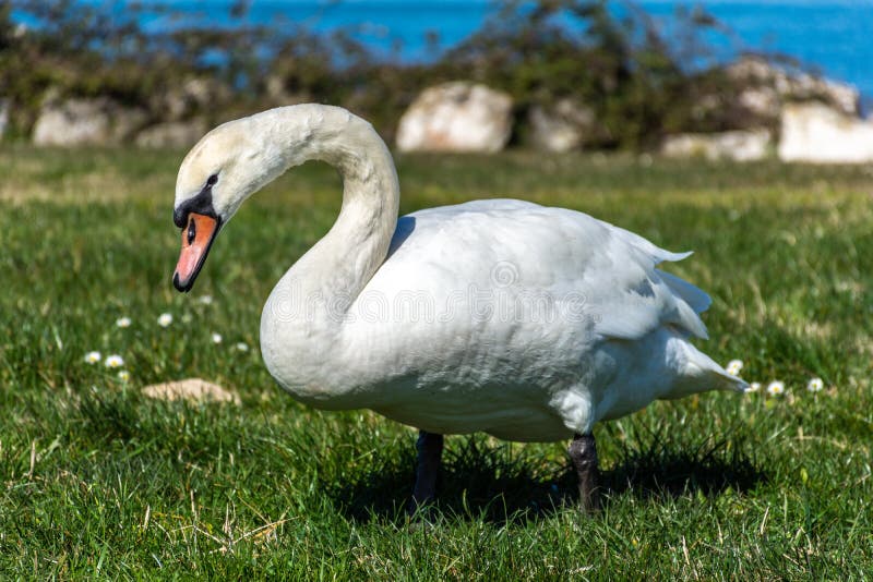 Swan eating on the lake stock image. Image of elegant - 53044981