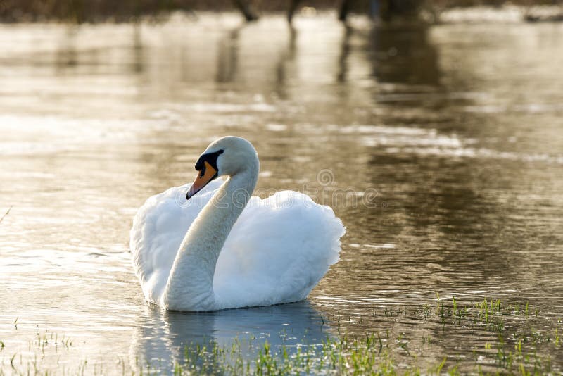White Swan in Evening Light of the Sunset on a Lake Stock Image - Image ...