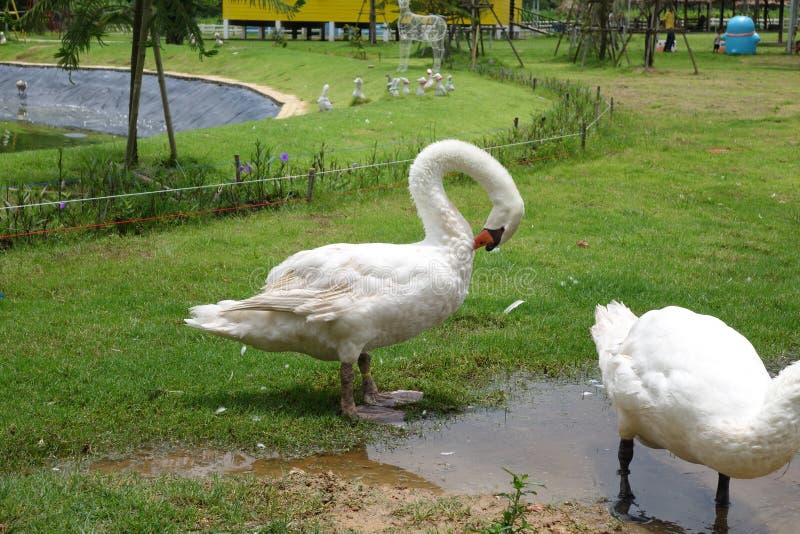 White swan in a farm stock photo. Image of wing, park - 155743068