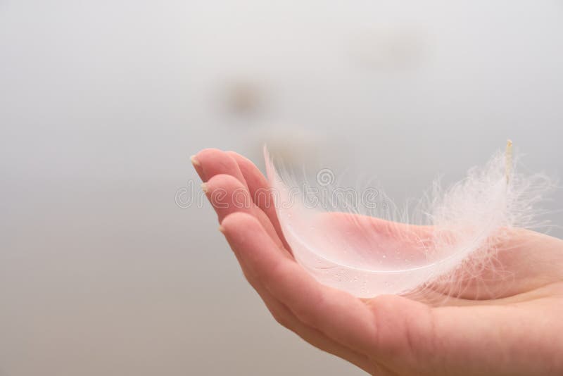 White Swan Feather on a Hand of a White Woman Stock Image - Image of ...