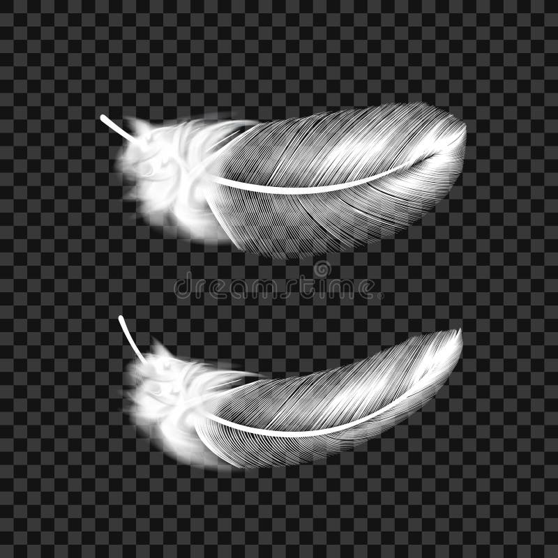 White Swan Feathers on Transparent Background Stock Illustration ...