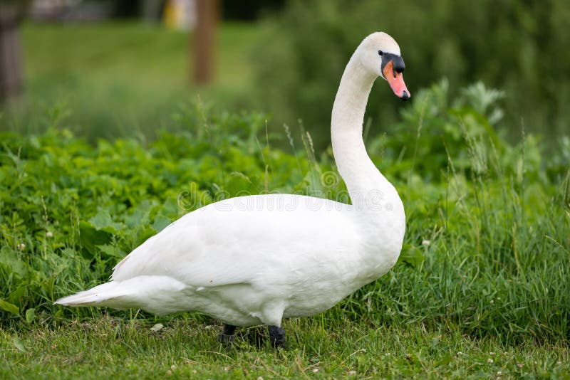 White swan on the field stock photo. Image of sunset - 75757316