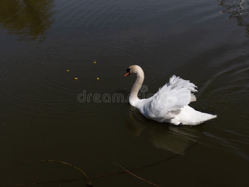 A White Swan Floating on Top of a Body of Water Stock Image - Image of ...