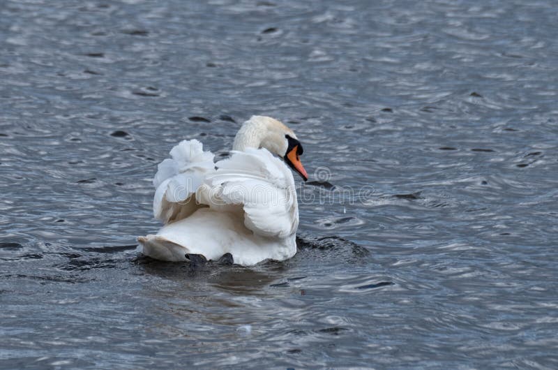 White Swan Floating on the Water Stock Photo - Image of animal, bird ...