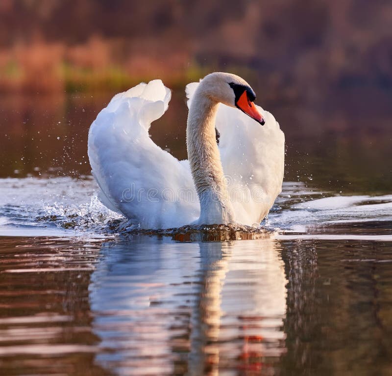 A White Swan Floating on the Water Surface. Stock Illustration ...