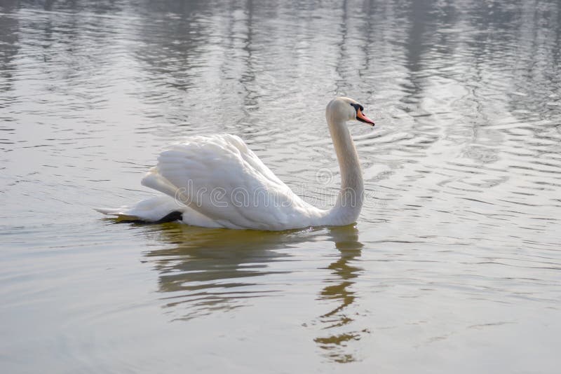 White Swan is Float on Water Stock Photo - Image of contrast, reflect ...